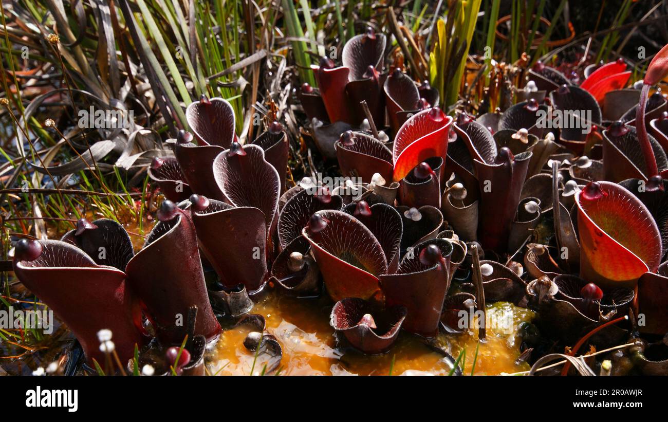 Carnivorous pitcher plant in hi-res stock photography and images - Alamy