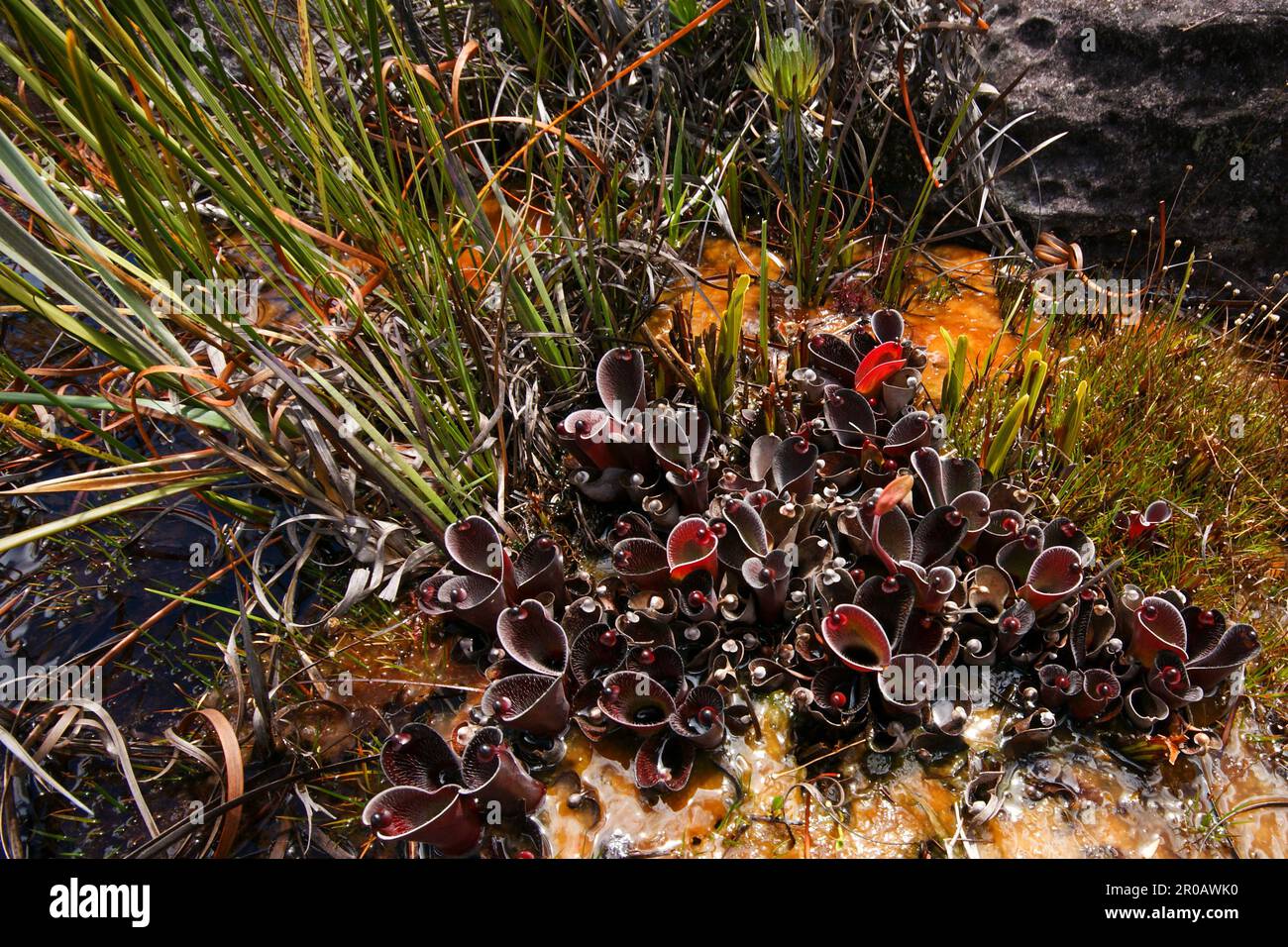 Large plant of Heliamphora pulchella, carnivorous pitcher plant in ...