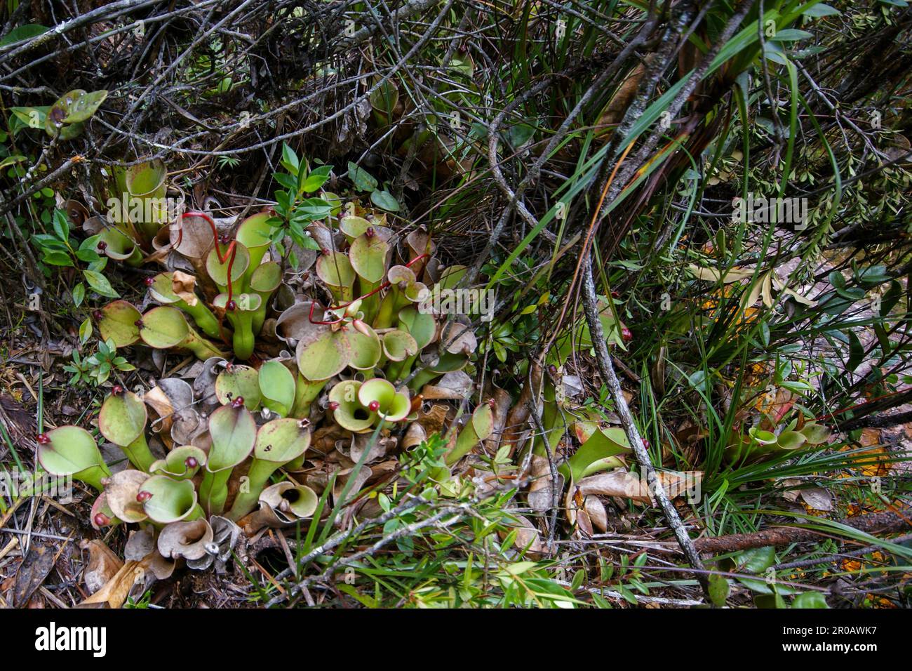 Heliamphora uncinata, carnivorous pitcher plant in natural habitat ...