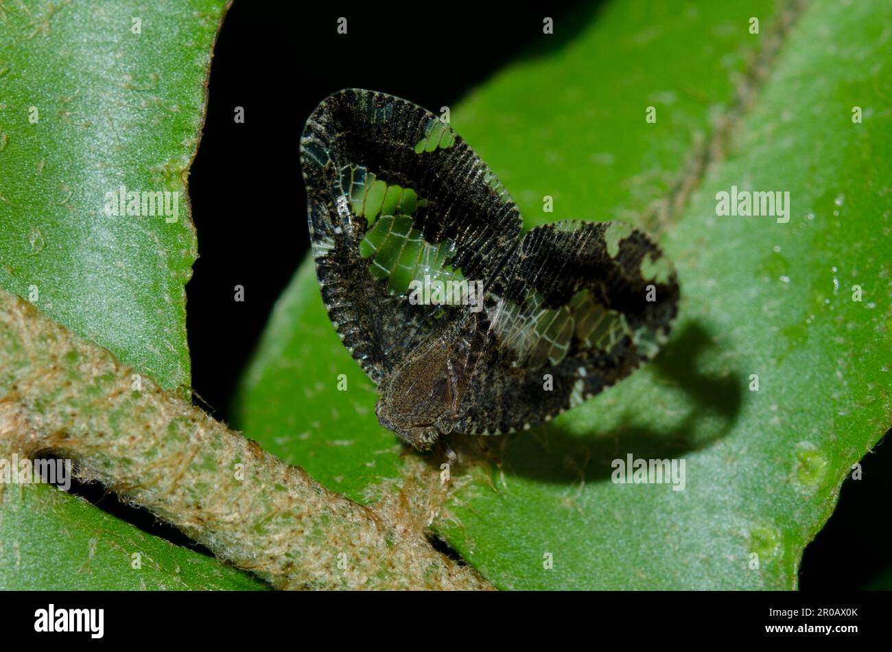 Planthopper, Ricaniidae Family, with semi-transparent wing shadow on ...