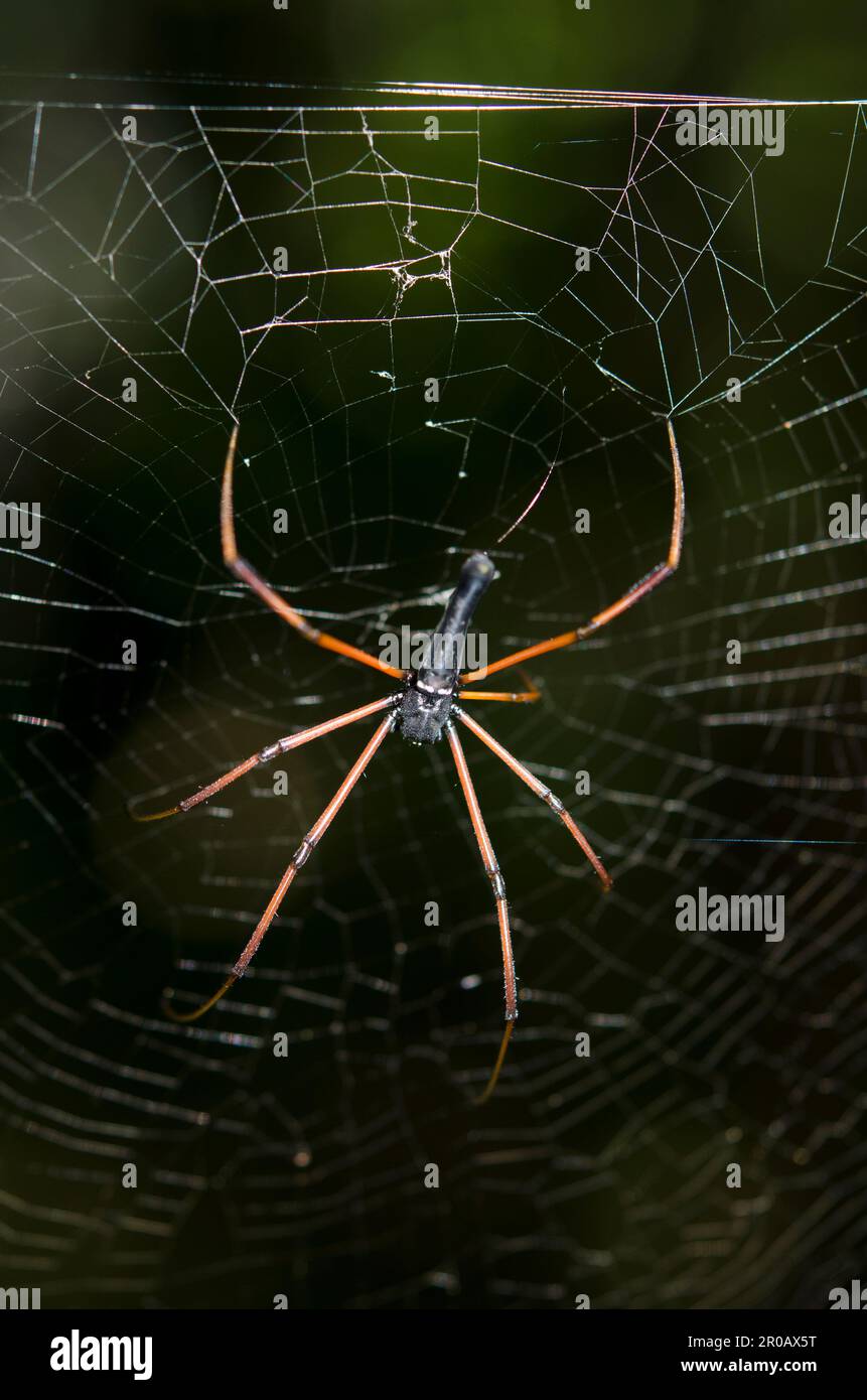 Black wood spider hi-res stock photography and images - Alamy