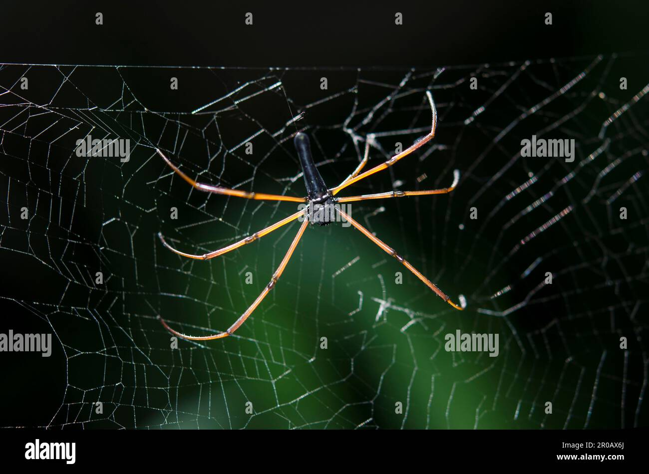 Black wood spider hi-res stock photography and images - Alamy