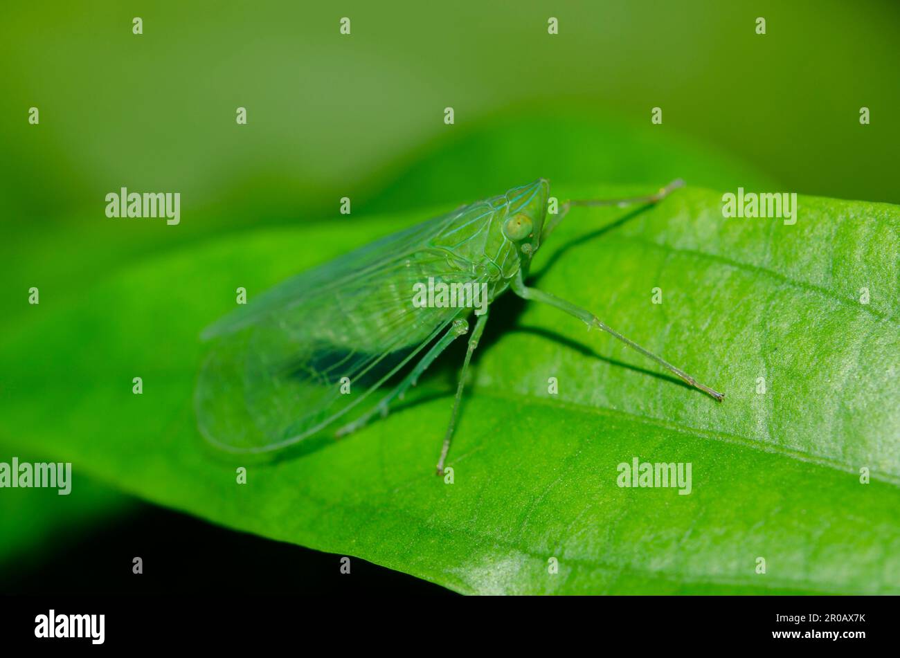 Sharpshooter Leafhopper, Cicadellidae Family, on leaf, Klungkung, Bali ...
