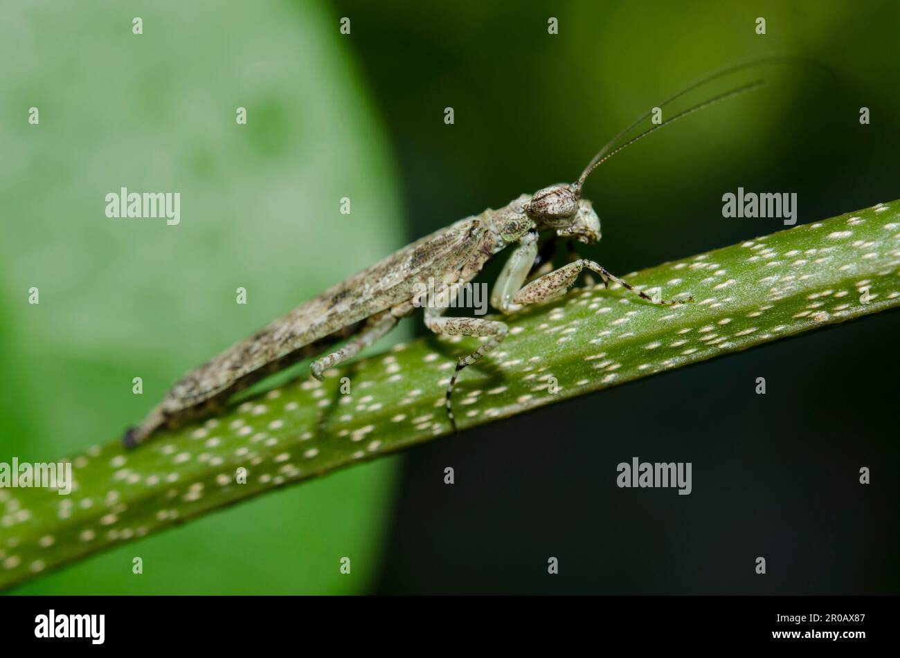 Amorphoscelid mantis hi-res stock photography and images - Alamy