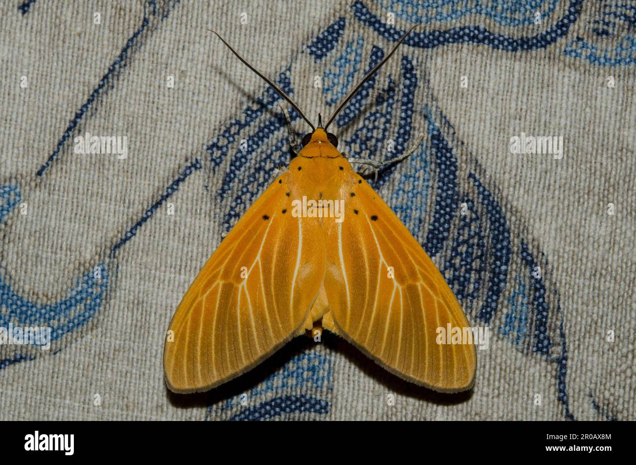 Tapestry moth hi-res stock photography and images - Alamy