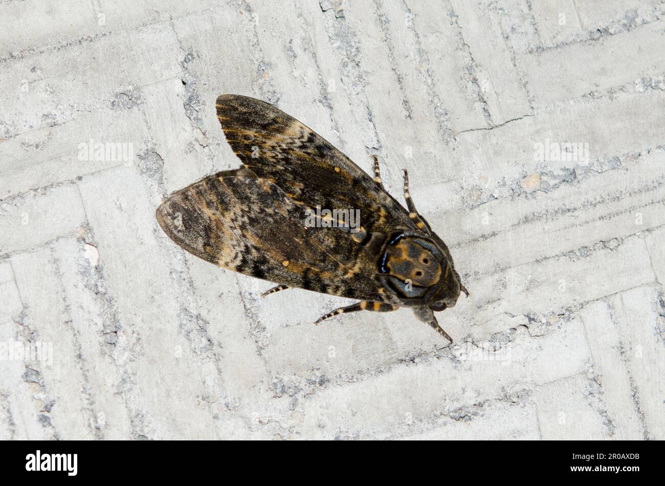 Acherontia styx hi-res stock photography and images - Alamy