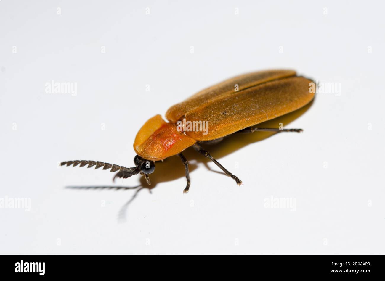 Firefly, Lampyridae Family, Saba, Bali, Indonesia Stock Photo - Alamy
