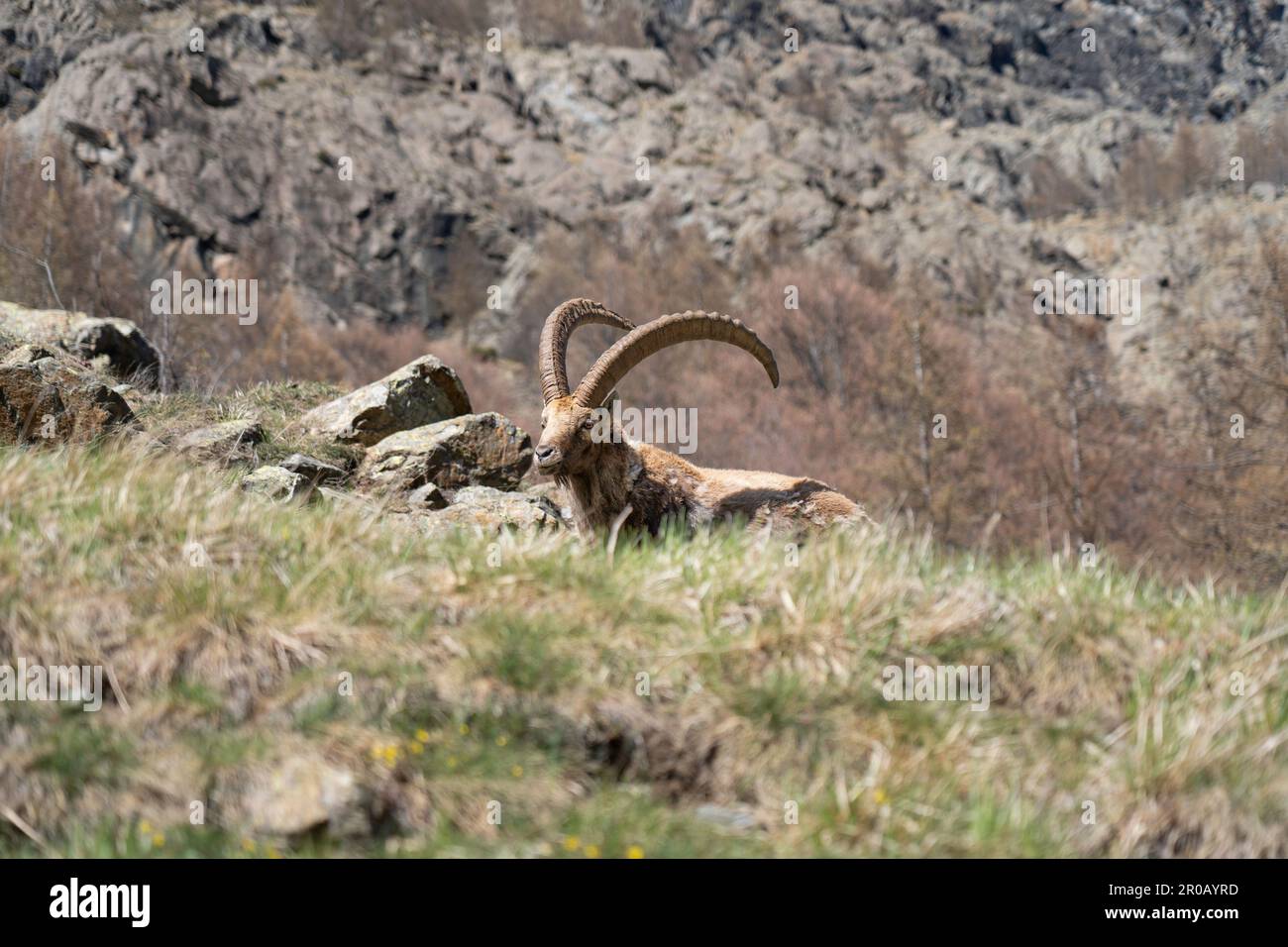 Wild Alpine Capra ibex grazing in the mountain in the Gran Paradiso ...