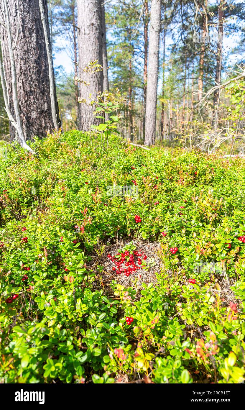 Red ripe cowberry also known as lingonberry grow in the forest. A ...