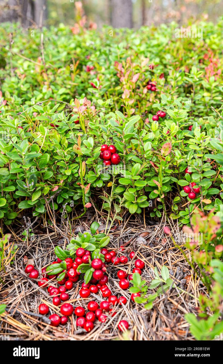 Red ripe cowberry also known as lingonberry grow in the forest. A ...