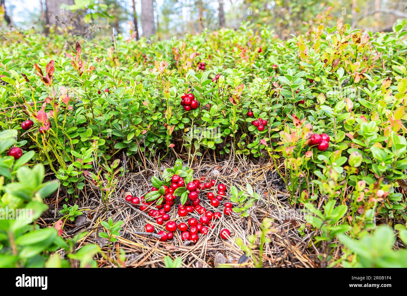 Red ripe cowberry also known as lingonberry grow in the forest. A ...