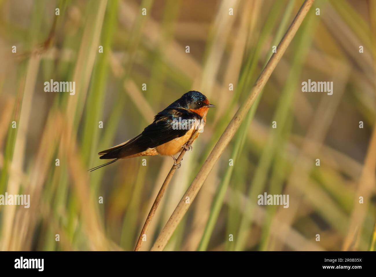 Barn Swallow perching on a marsh grass in the middle of the lake ...