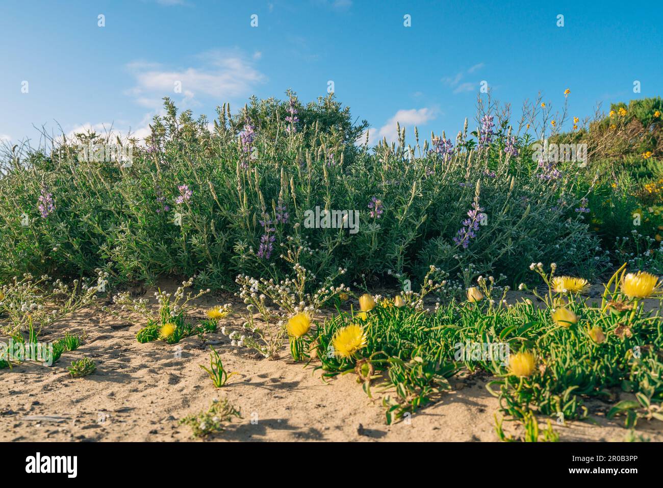 Wilderness area. Shrubs, and wildflowers. Colony of Silvery Lupine ...