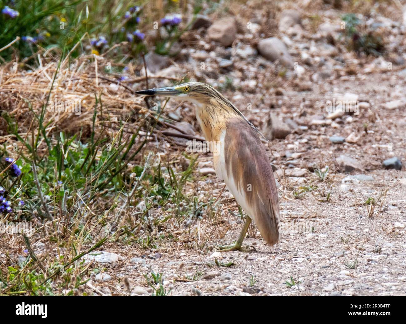 Agia vavara hi-res stock photography and images - Alamy
