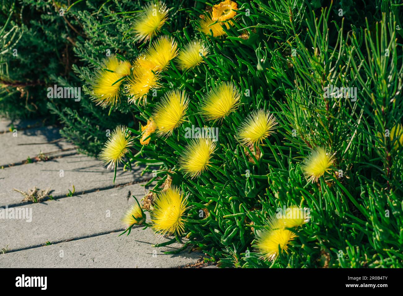 Bright yellow flowers of the succulent plant Pig's-Root (Conicosia ...