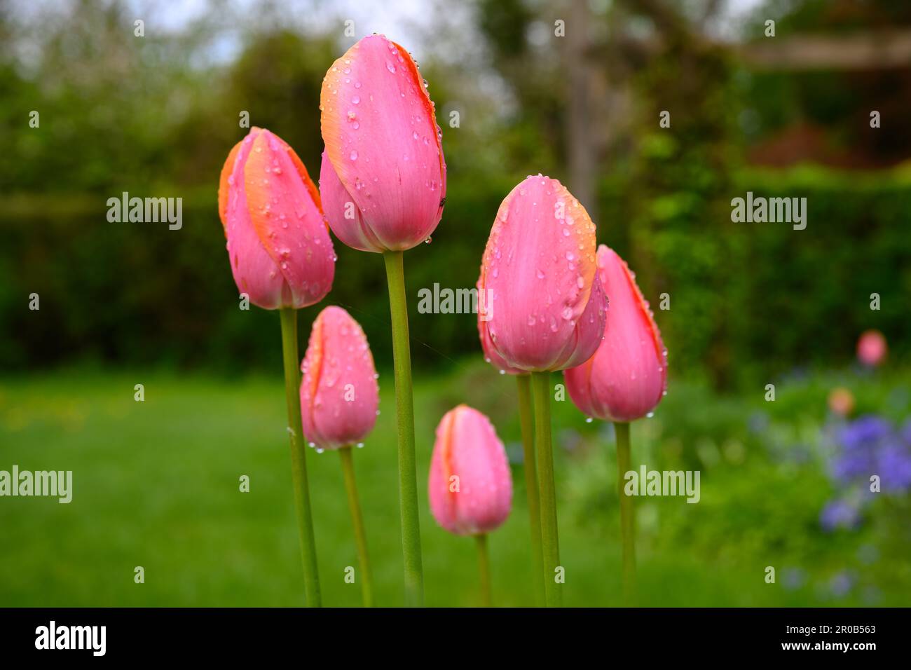 Beautiful single pink tulip isolated Stock Photo - Alamy