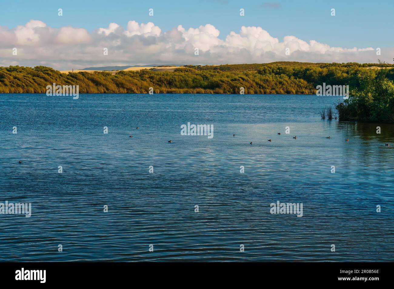 Calm peaceful lake. Oso Flaco Lake Natural area, California. Wetland ...