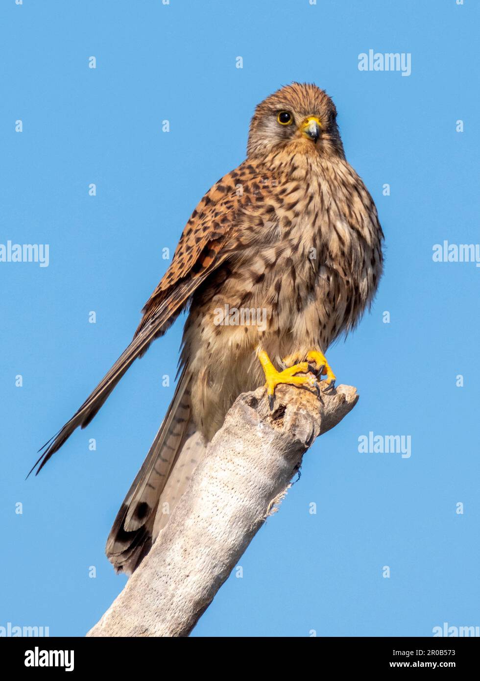 Female Kestrel (falco tinnunculus) perched on a dead tree, Mandria ...