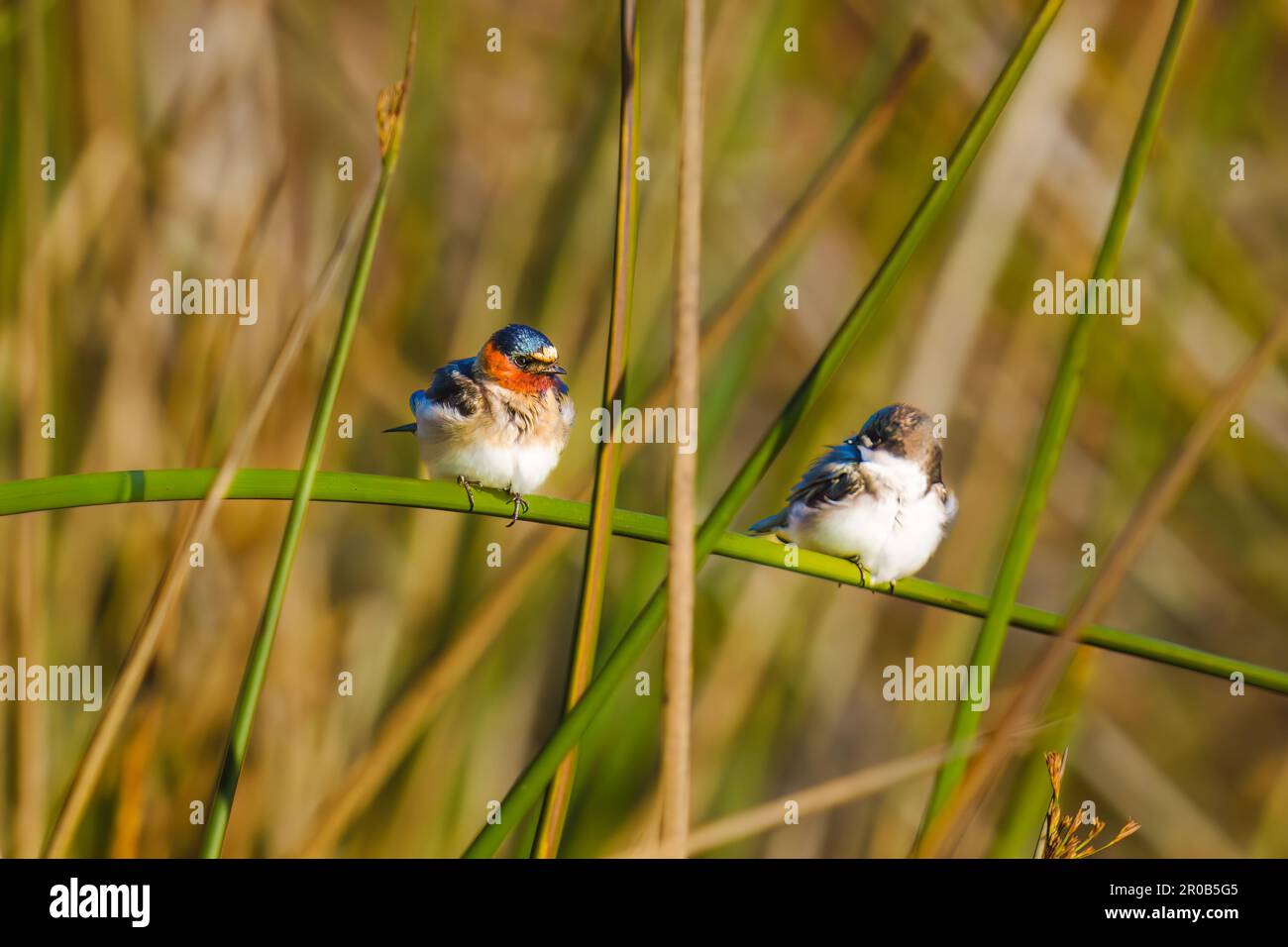 Swallows perching on a marsh grass in the middle of the lake. Beautiful ...