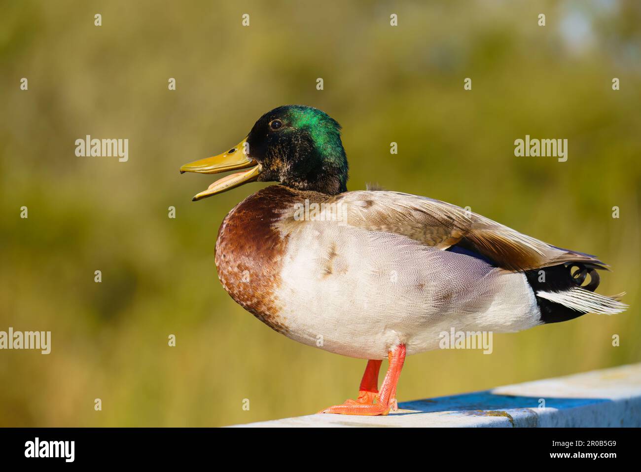 A mallard duck perching on a wooden boardwalk leading through the lake ...