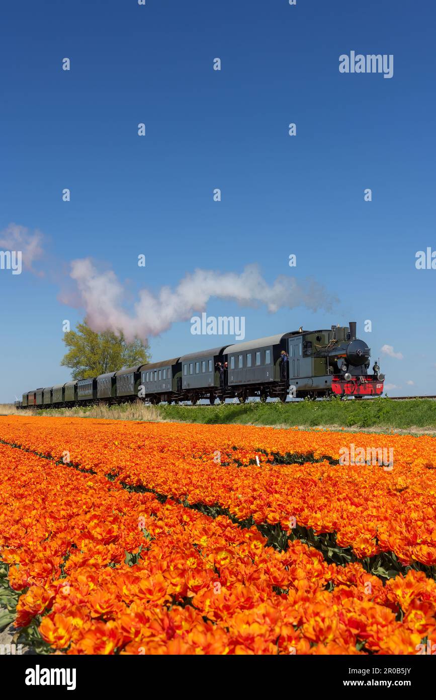 Steam train with tulip field, Hoorn - Medemblik, Noord Holland ...