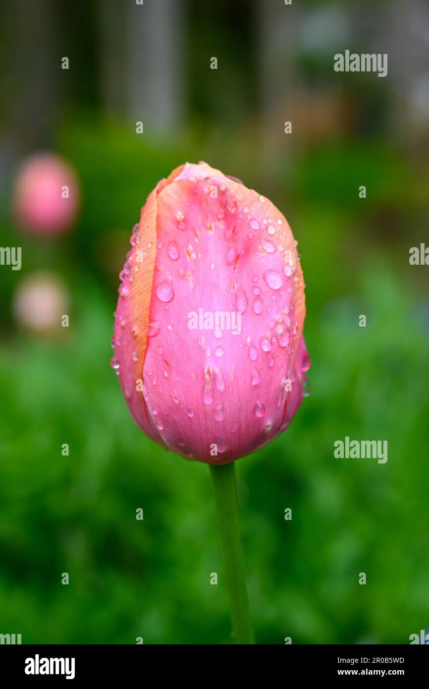 Beautiful single pink tulip isolated Stock Photo - Alamy