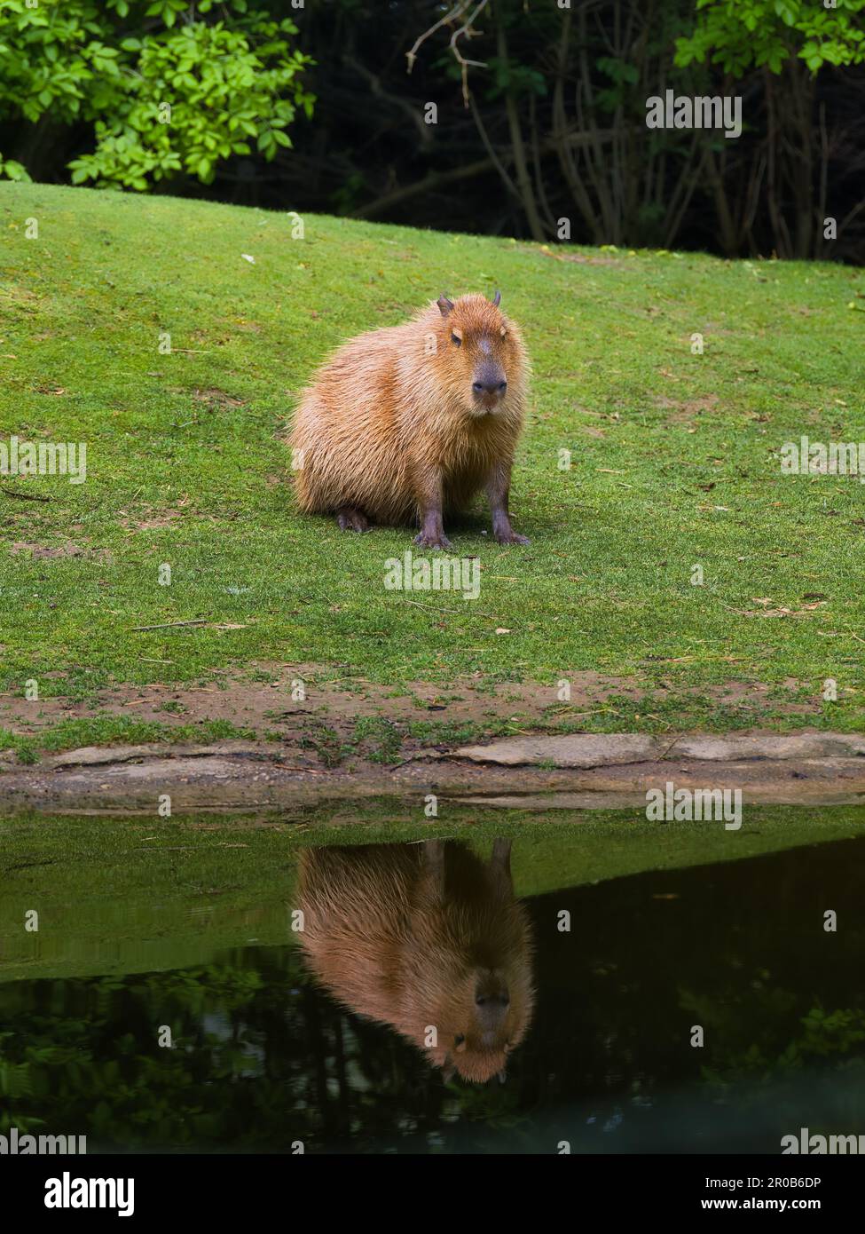 Capybara portrait and reflection in the lake Stock Photo - Alamy