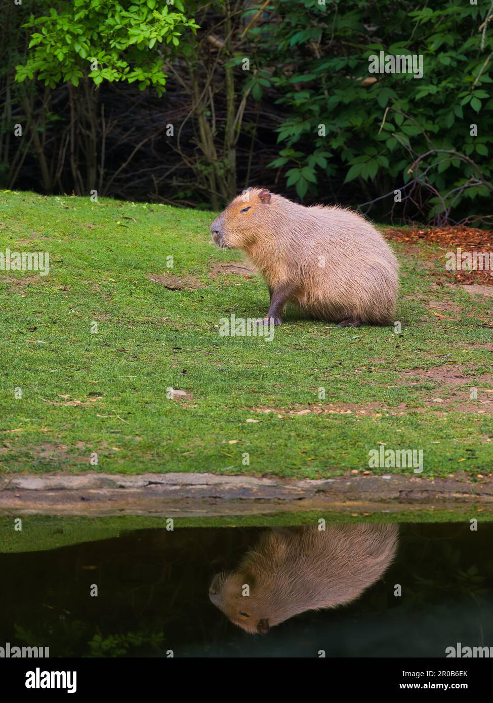 Capybara portrait and reflection in the lake Stock Photo - Alamy