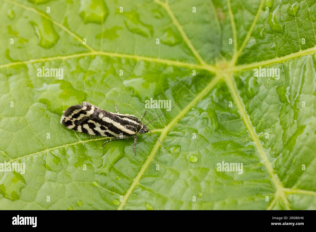 grape phylloxera on the leaf Stock Photo - Alamy