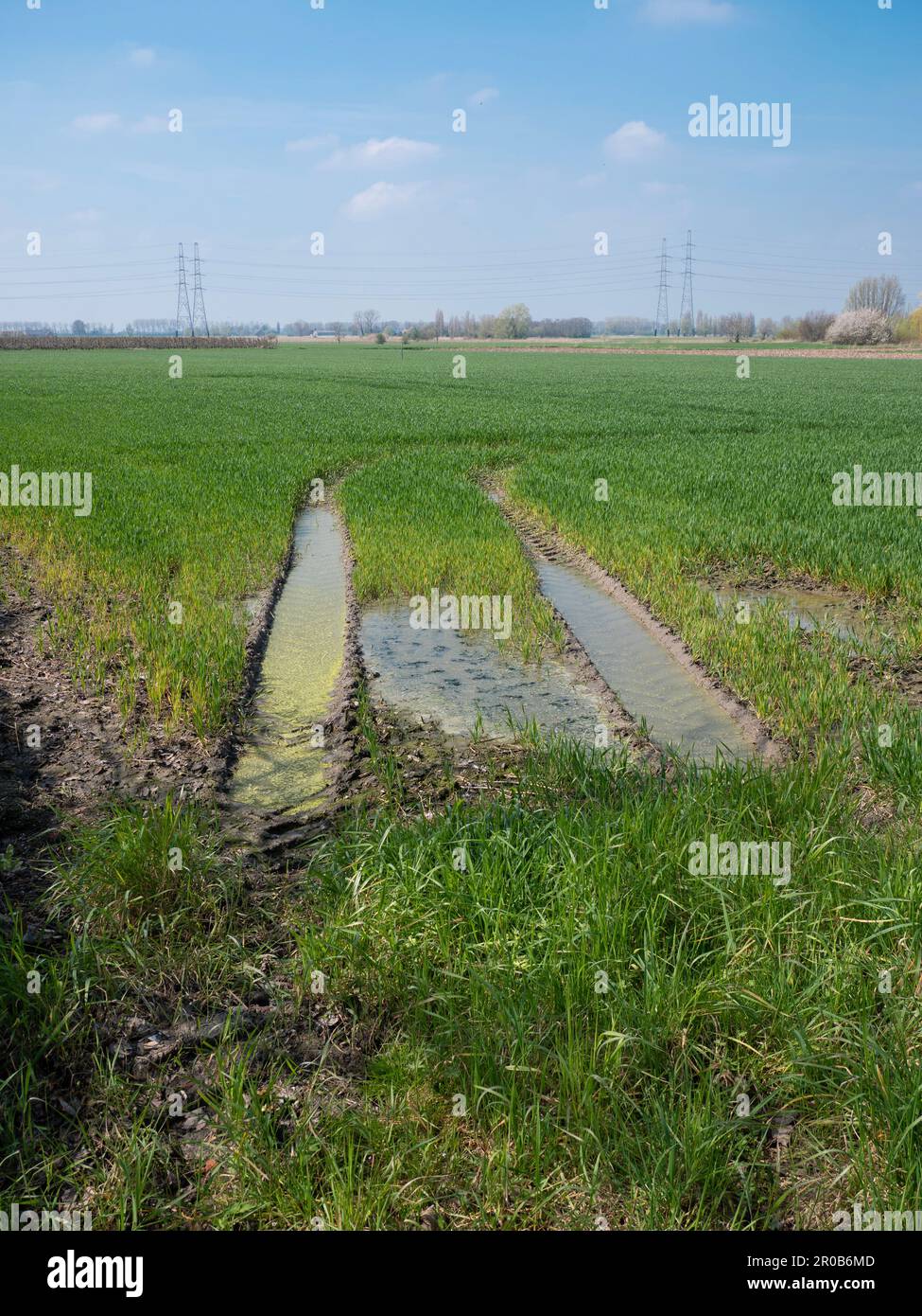 Traces of a heavy vehicle in the wet grass of a meadow Stock Photo - Alamy