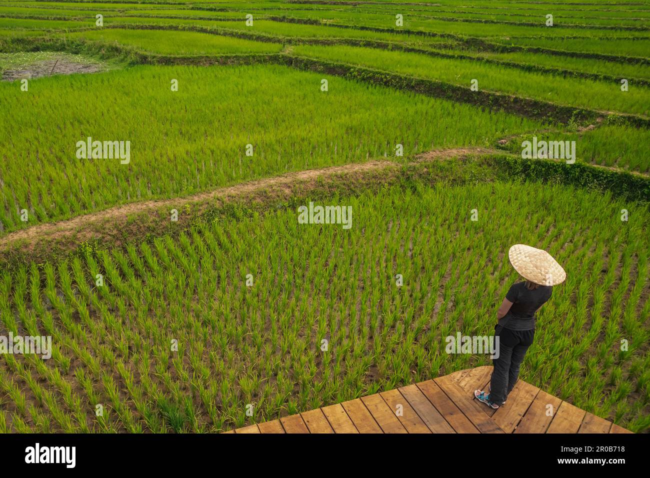 Rice Field in Luang Probang Laos Stock Photo - Alamy