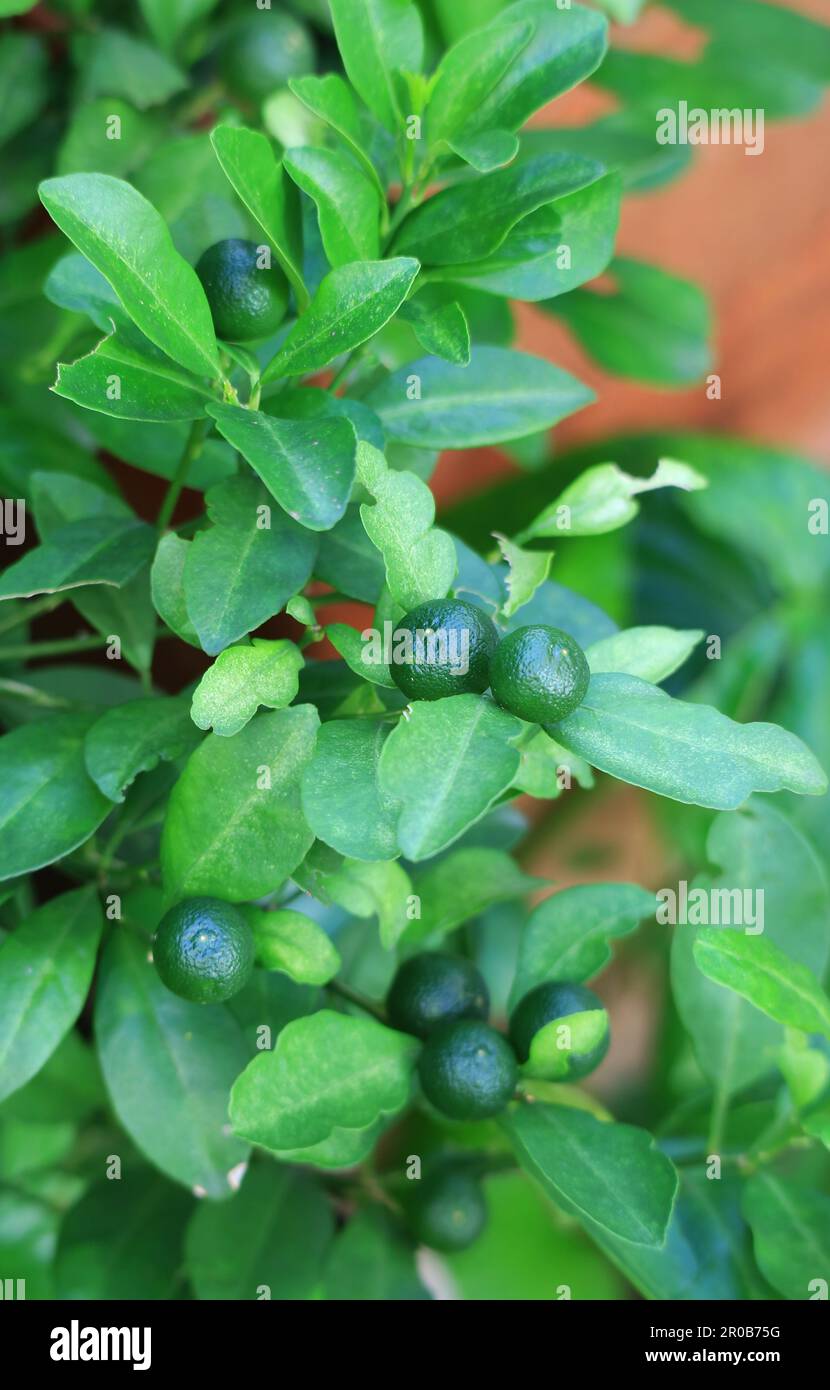 Plenty of Tiny Lime Fruit Ripening on the Tree Stock Photo - Alamy