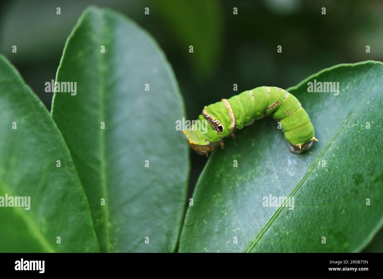 Worm crawling on lemon leaf hi-res stock photography and images - Alamy