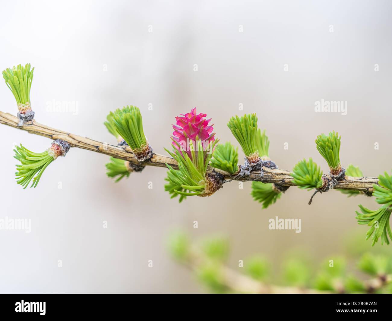 Larch tree fresh pink cones blossom at spring on nature background ...
