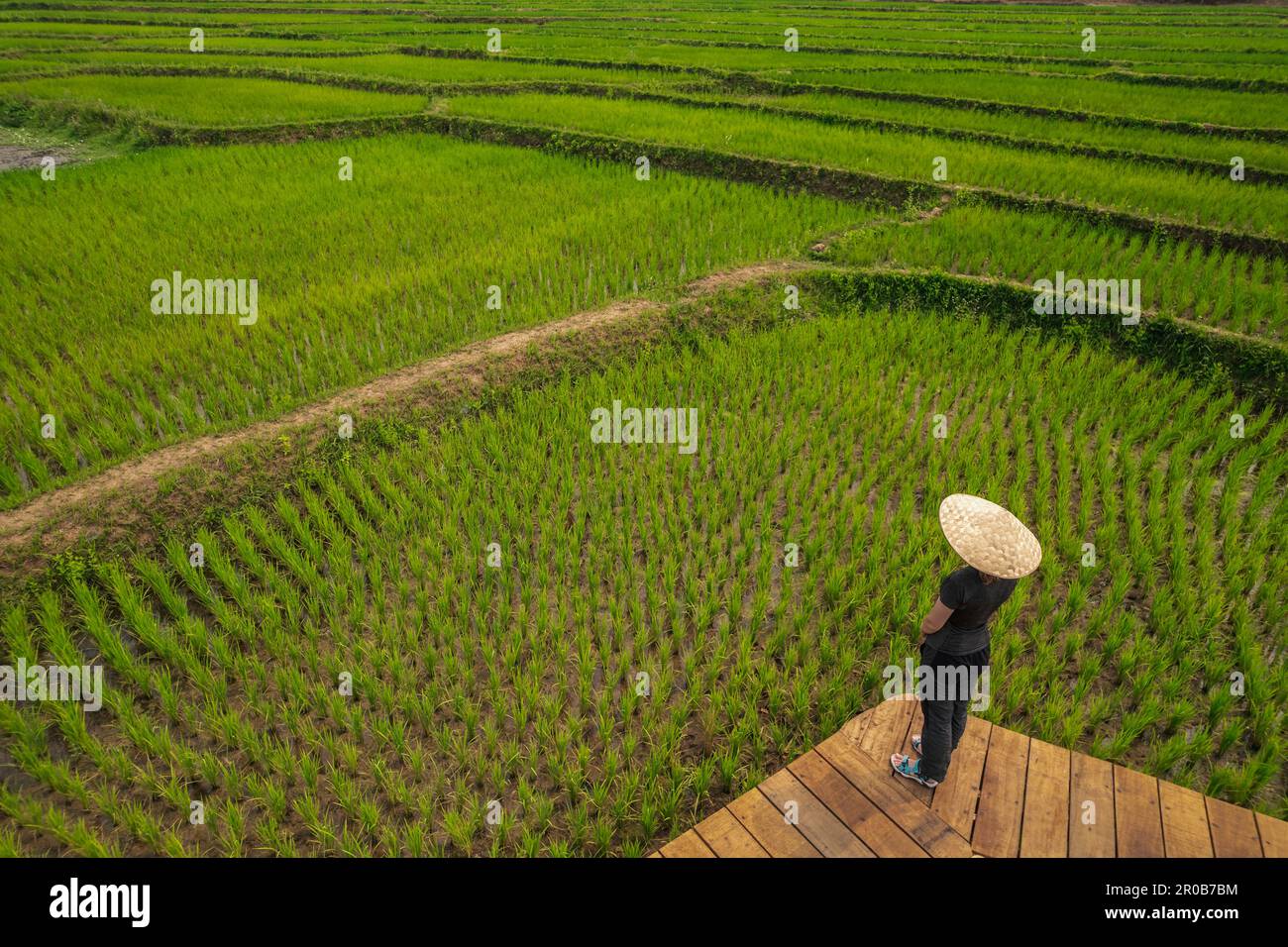 Rice Field in Luang Probang Laos Stock Photo - Alamy