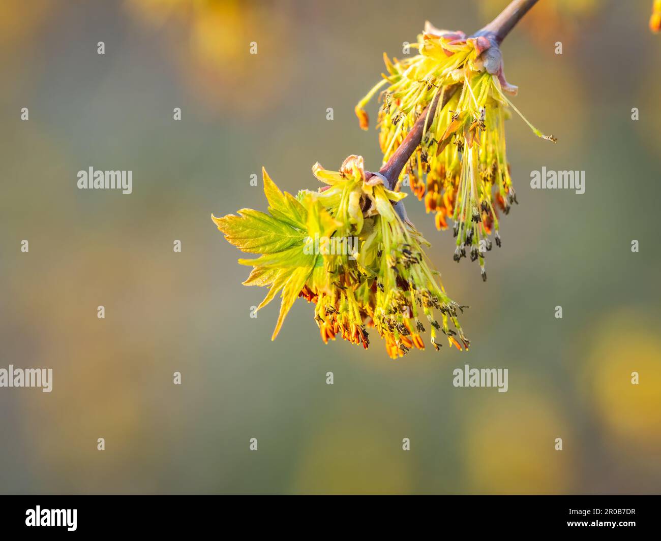Fresh maple leaves with flowers and seeds. Spring branches of maple ...