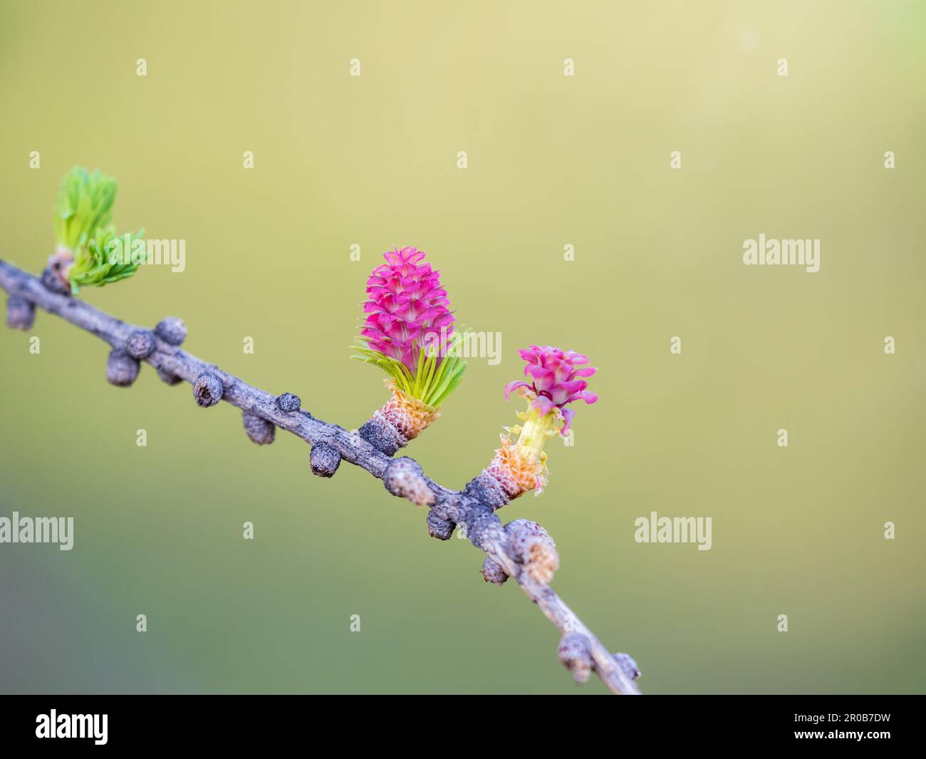 Larch tree fresh pink cones blossom at spring on nature background ...