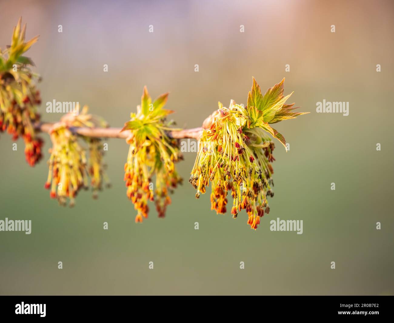 Fresh maple leaves with flowers and seeds. Spring branches of maple ...