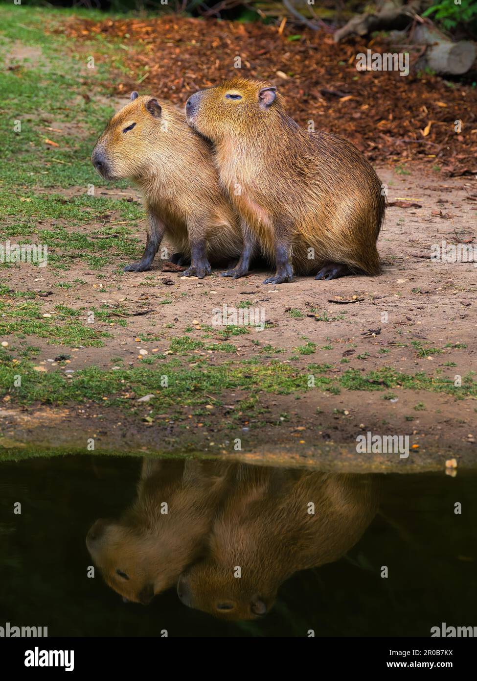 Two brown cute capybaras together and their reflection in the lake ...
