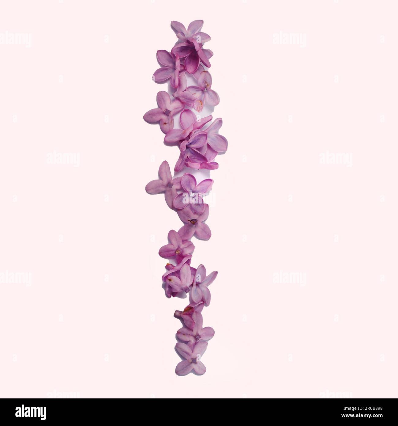 The letter Imade of lilac flowers. Square photo with white background ...