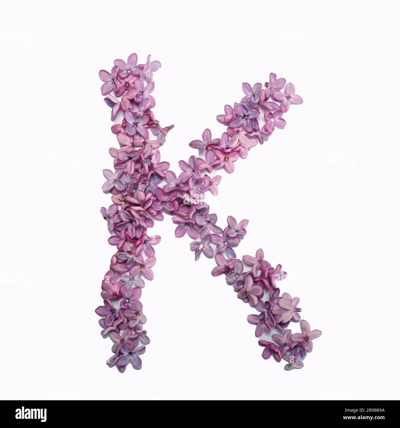 The letter K made of lilac flowers. Square photo with white background ...