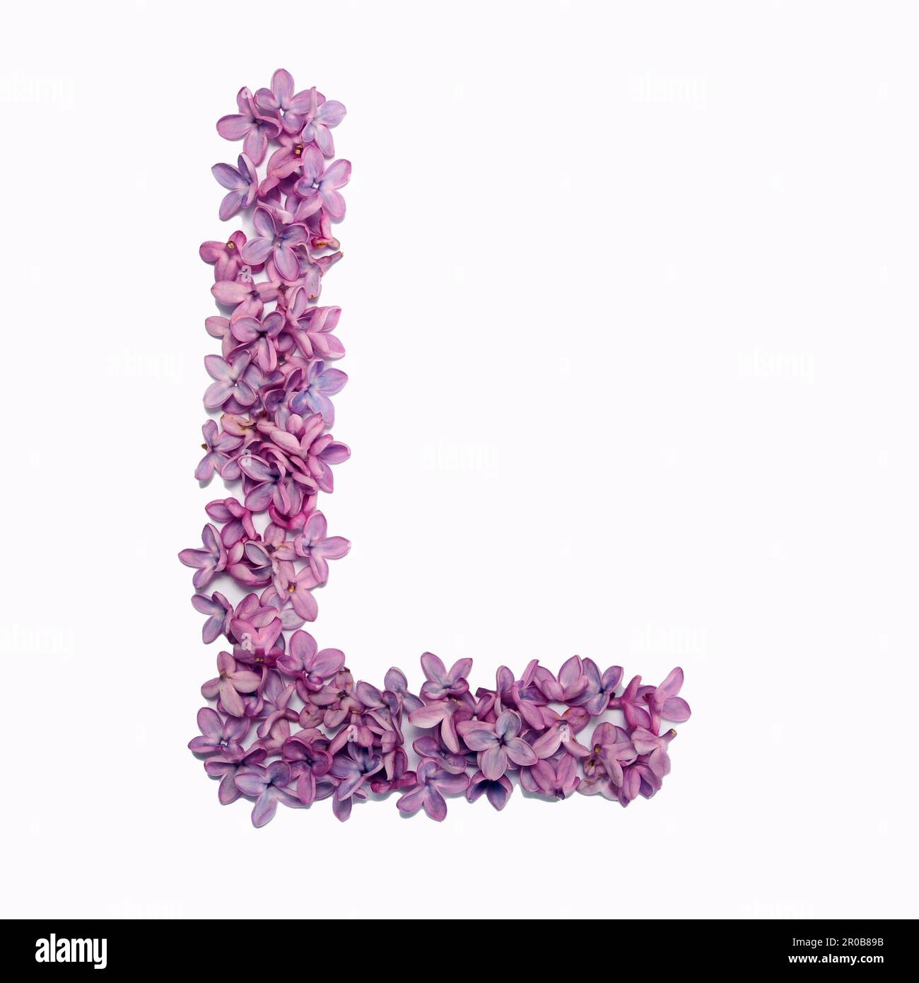 The letter L made of lilac flowers. Square photo with white background ...