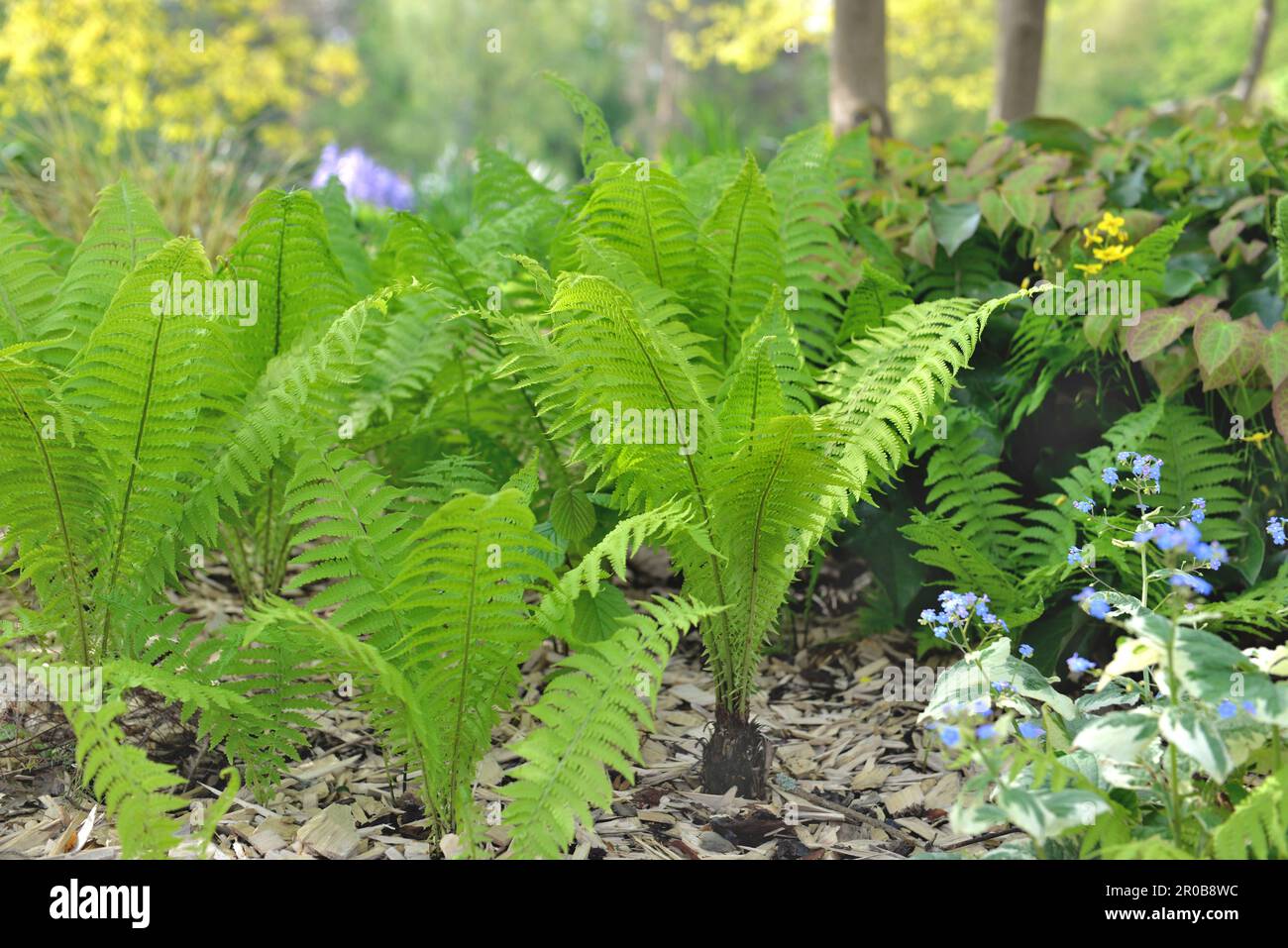 close up on soft leaf of fern growing in a mulched soil in green garden ...