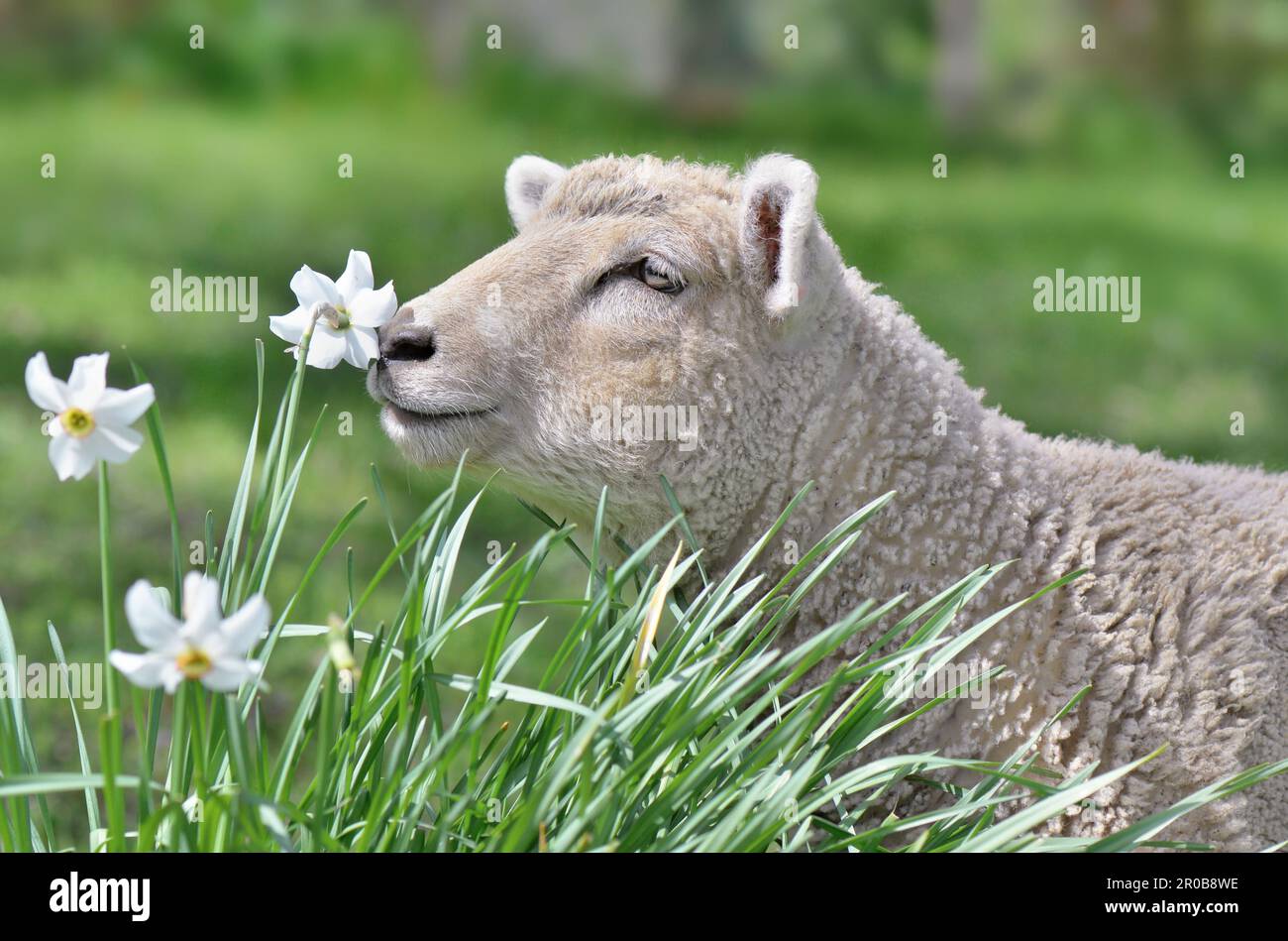 Spring Lamb Smelling Flowers Lamb Roll, Demi Glace, Mushroom