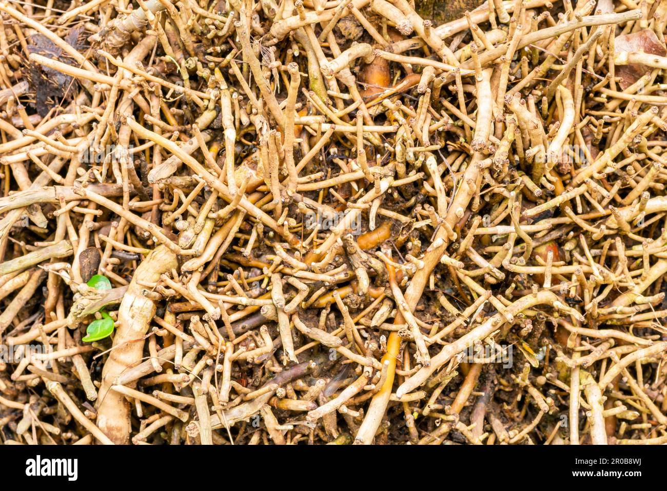 Closeup view of plant roots spreading and tangled up on the ground in ...