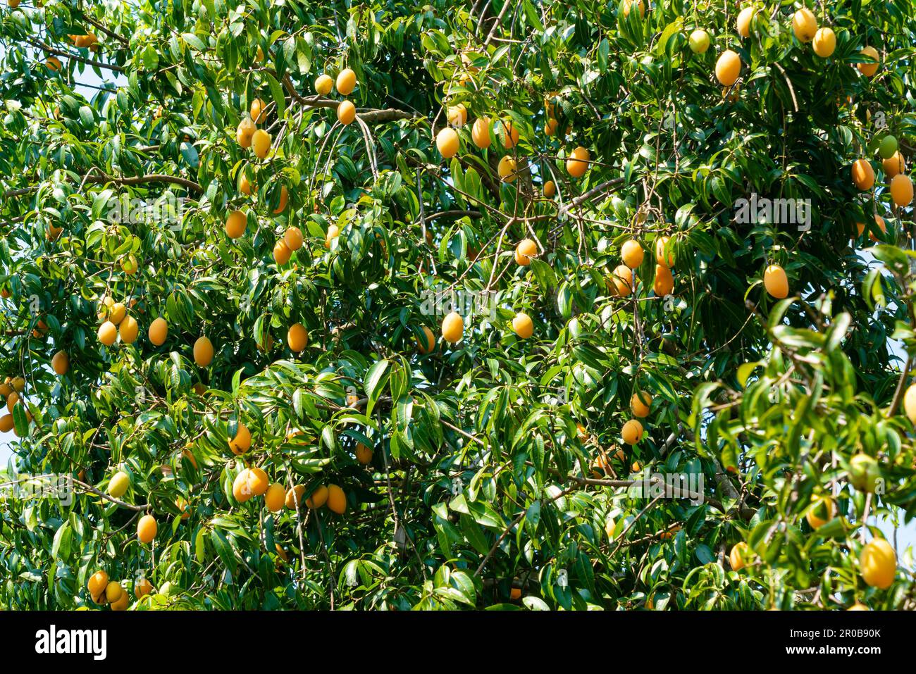 Marian plum fruits hi-res stock photography and images - Alamy