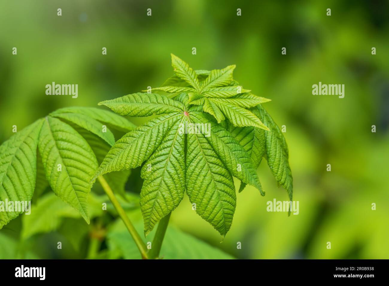 Green Chestnut Leaves in beautiful light. Spring season, spring colors ...