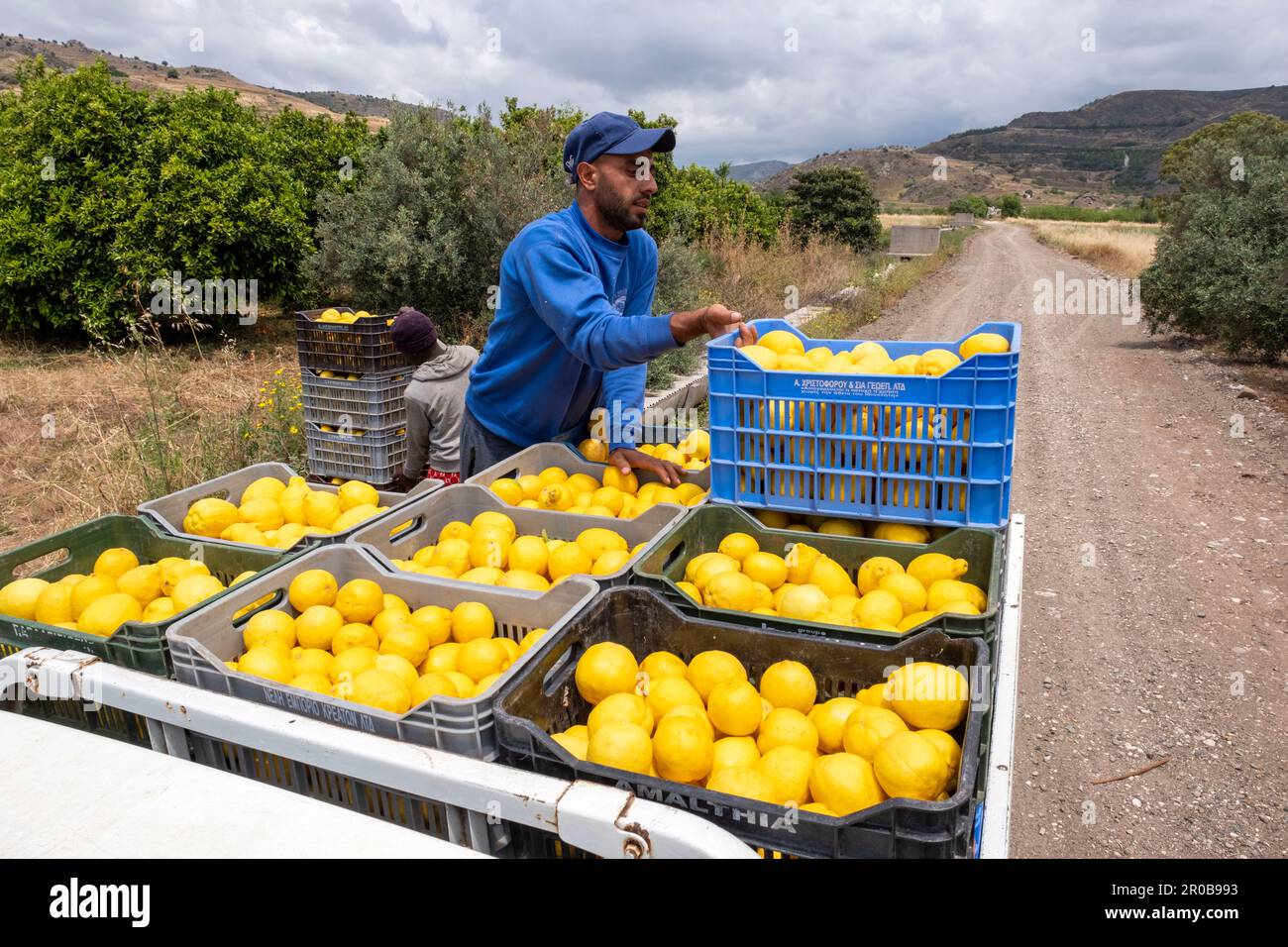 Workers harvesting lemons from a citrus grove at Agia Vavara, Paphos ...