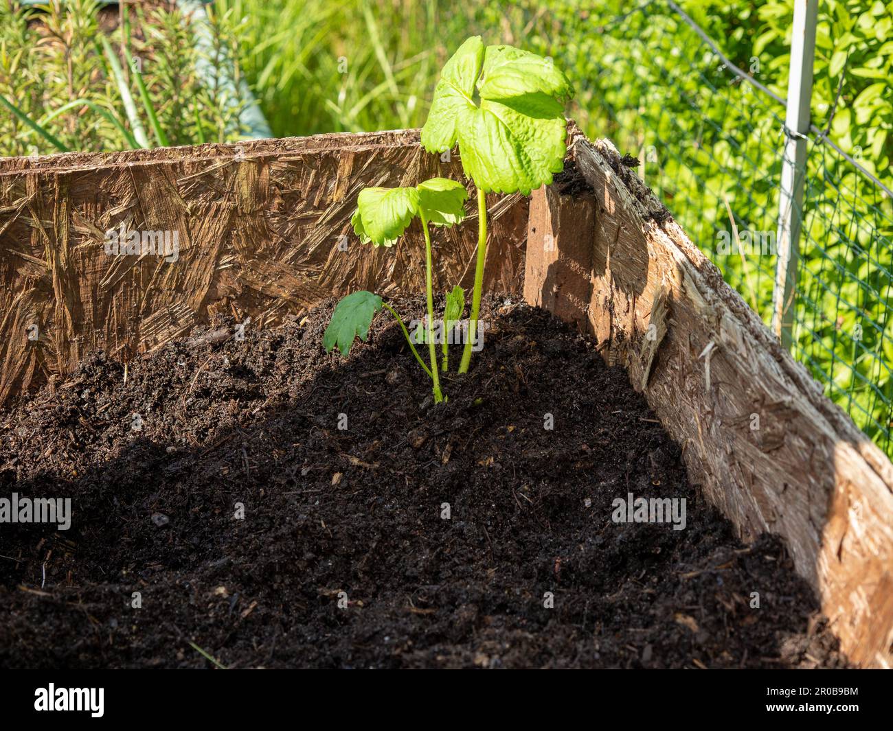 Seedling of strawberries. Planting strawberries with a garden shovel in ...