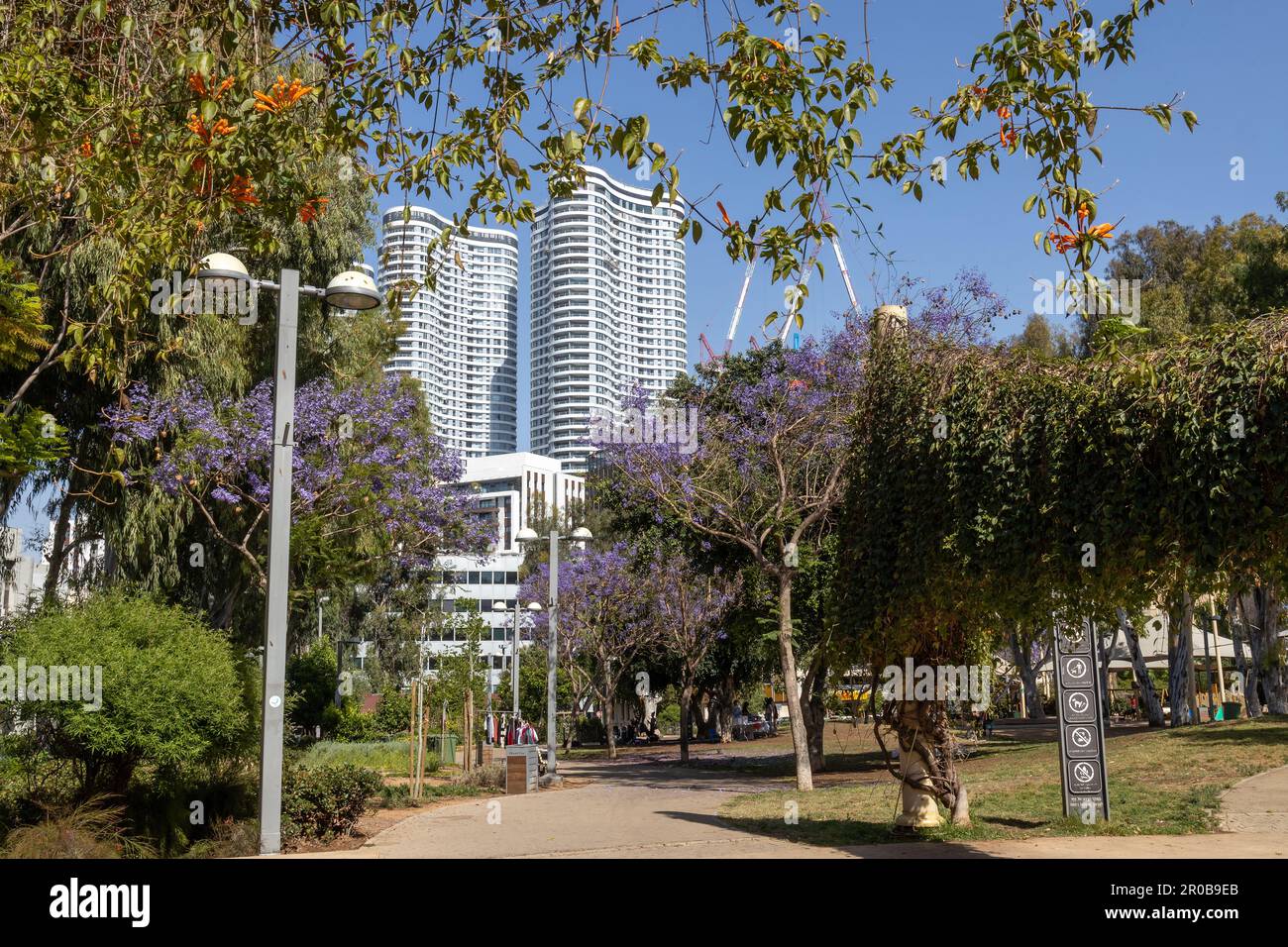 Tel Aviv, Israel - April 2023, Blooming jacaranda, purple tree on the ...
